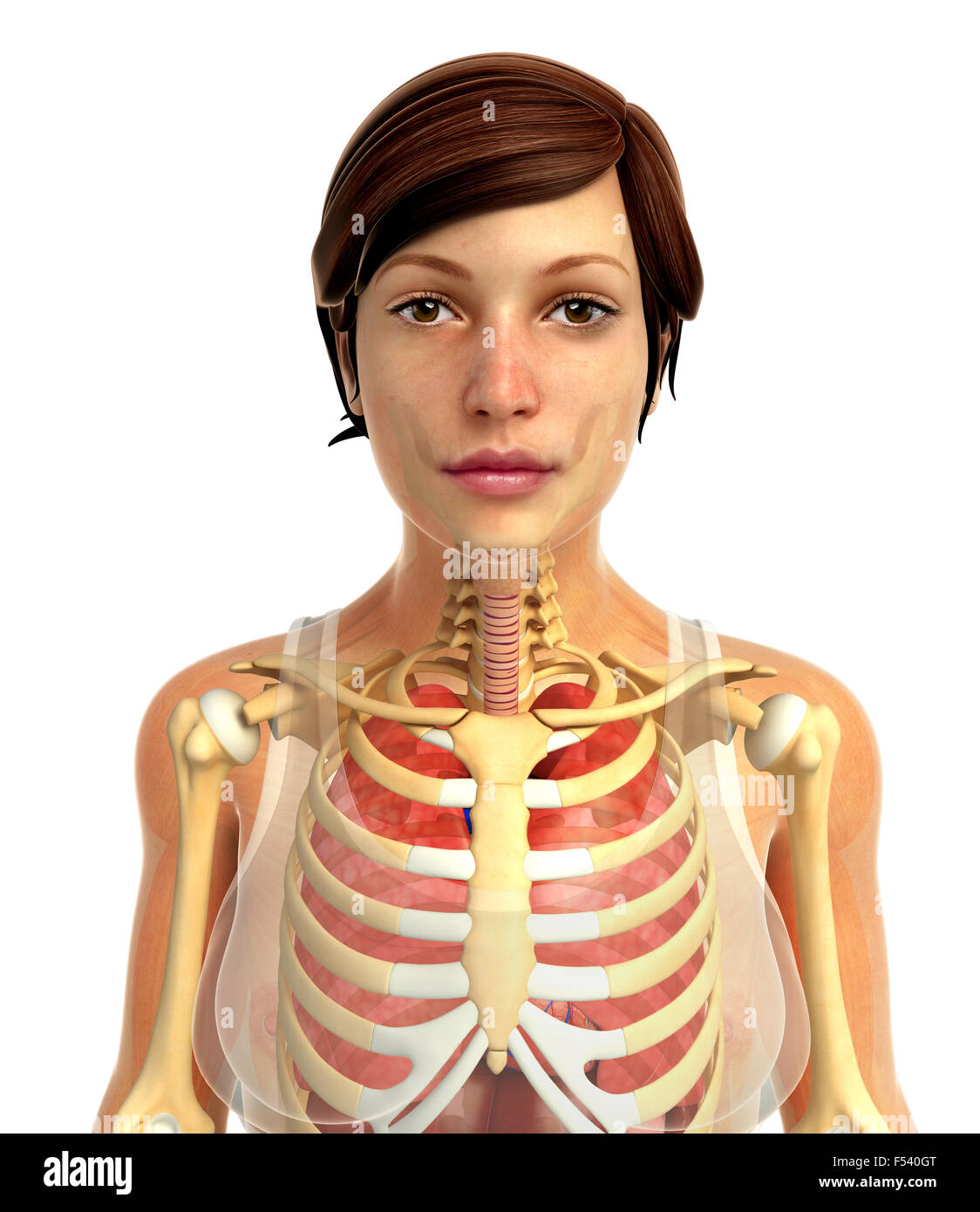 3d rendered illustration of human body anatomy Stock Photo - Alamy