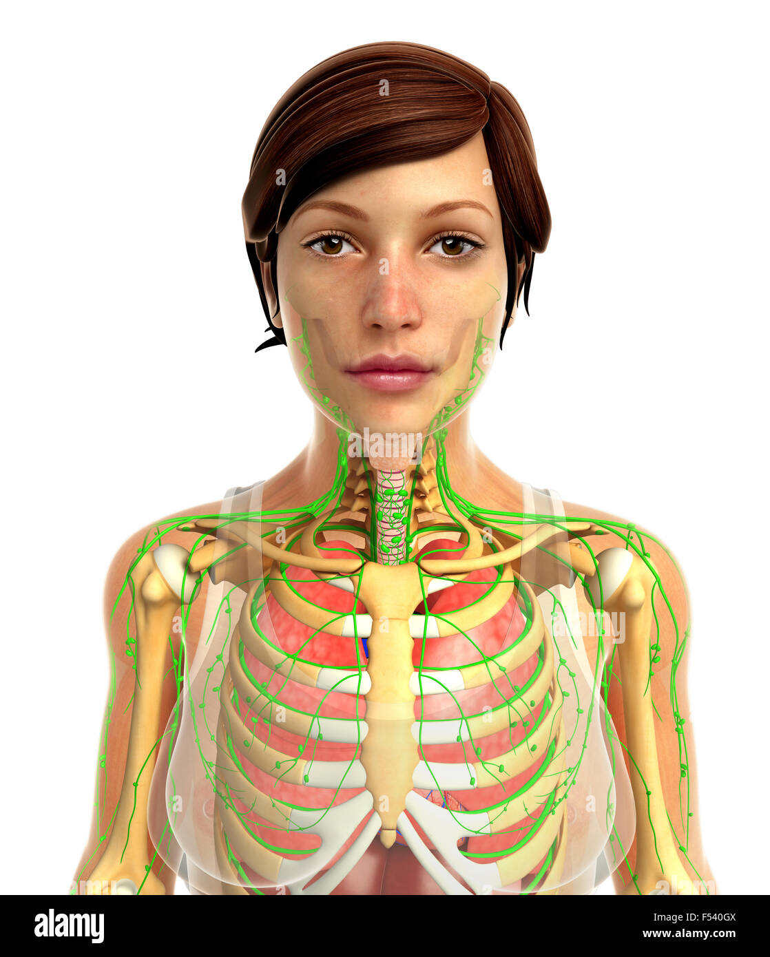 3d rendered illustration of human body anatomy Stock Photo - Alamy