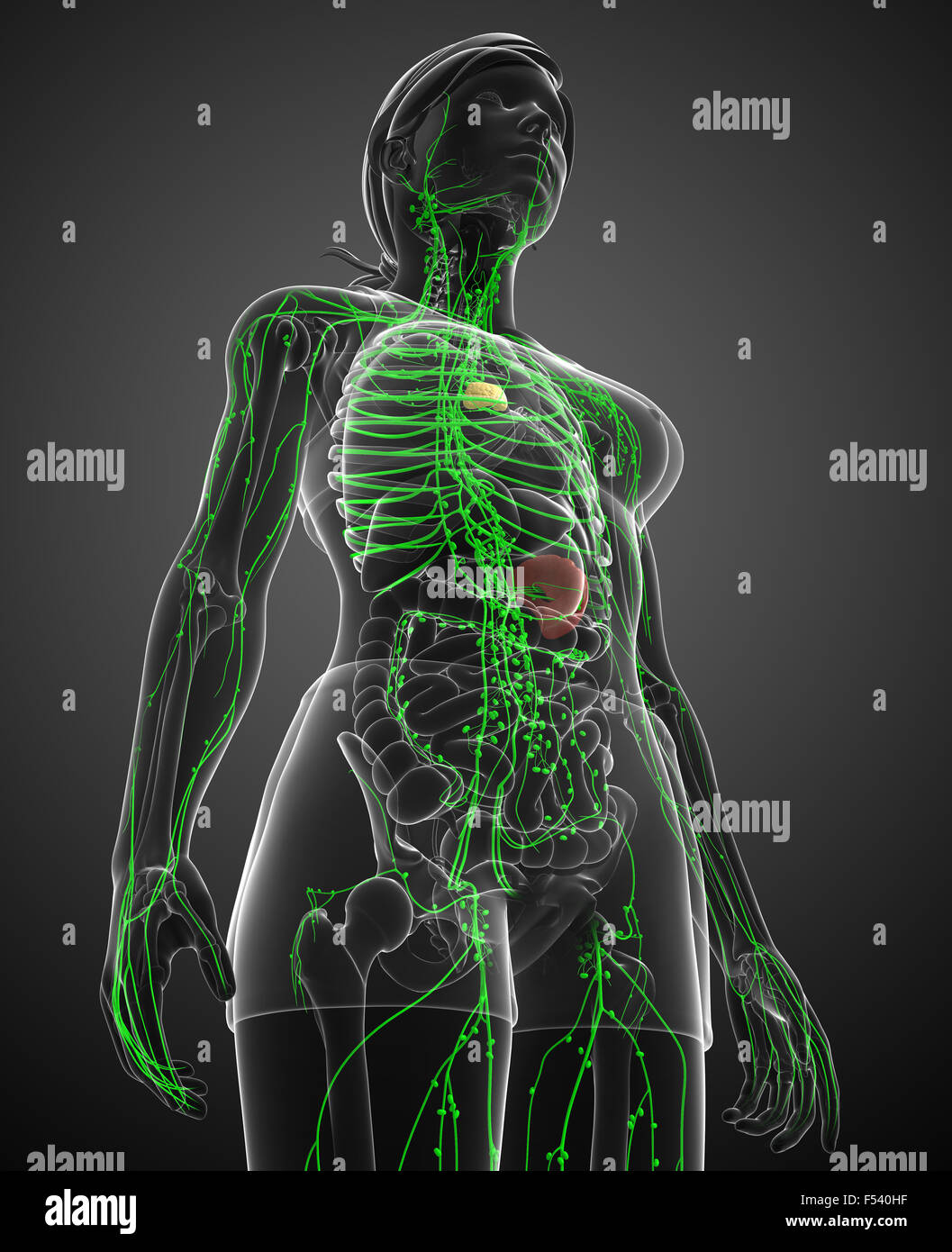 Illustration of female body lymphatic system Stock Photo - Alamy