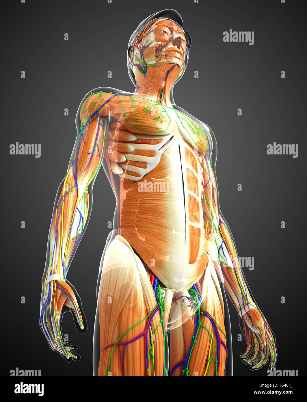 3d rendered illustration of human body anatomy Stock Photo - Alamy