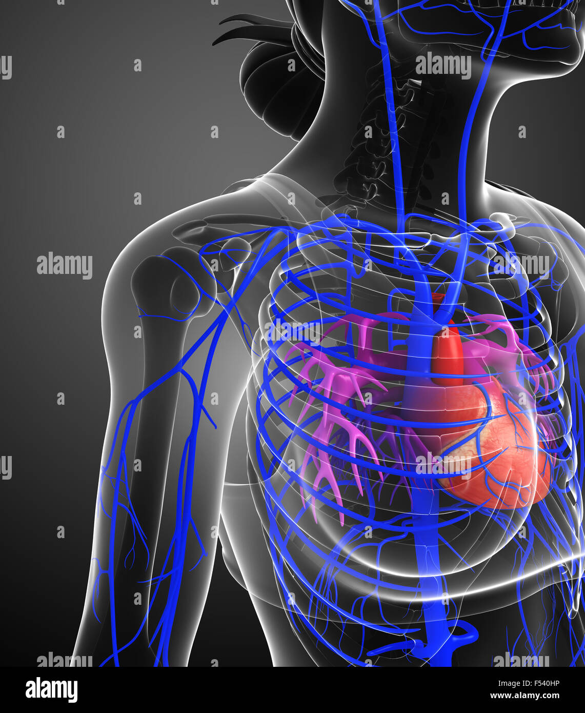 3d rendered illustration of human body anatomy Stock Photo - Alamy