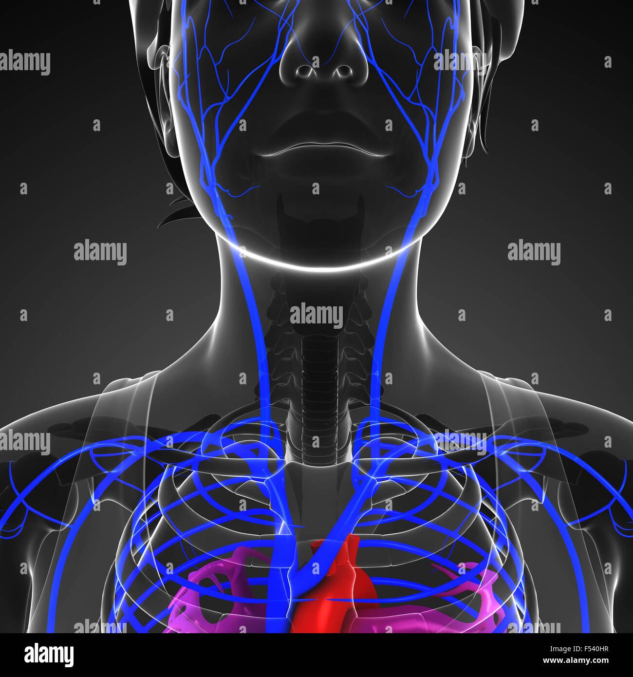 3d rendered illustration of human body anatomy Stock Photo - Alamy