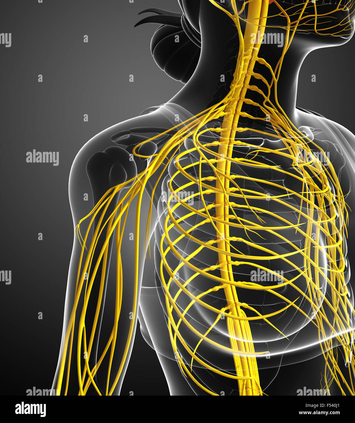 Illustration of Female shoulder nervous system artwork Stock Photo - Alamy