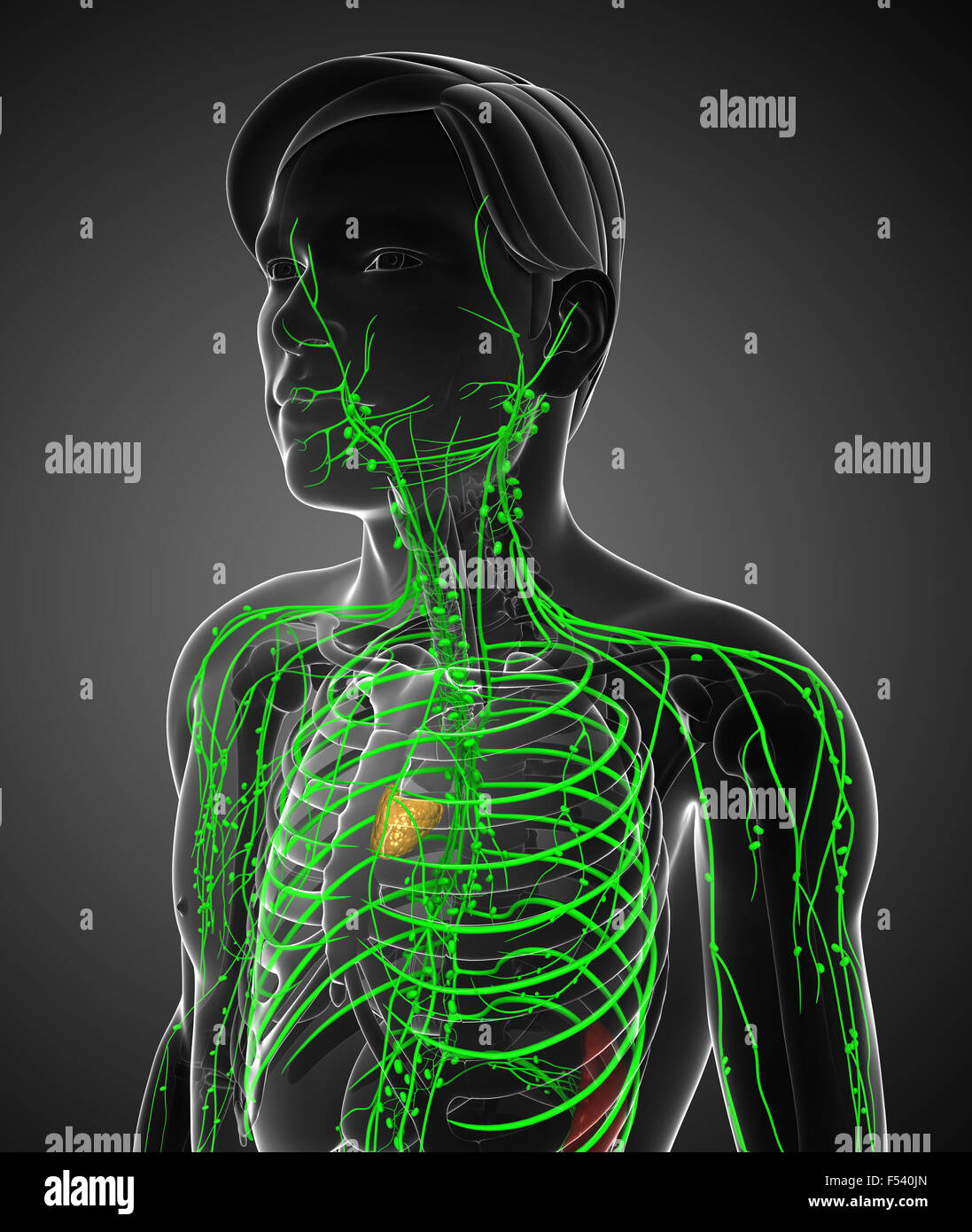 Illustration of male body lymphatic system Stock Photo - Alamy