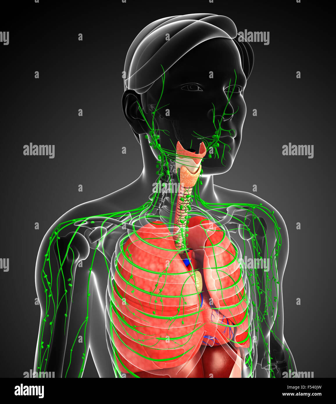 Illustration of Male body lymphatic and digestive system artwork Stock ...