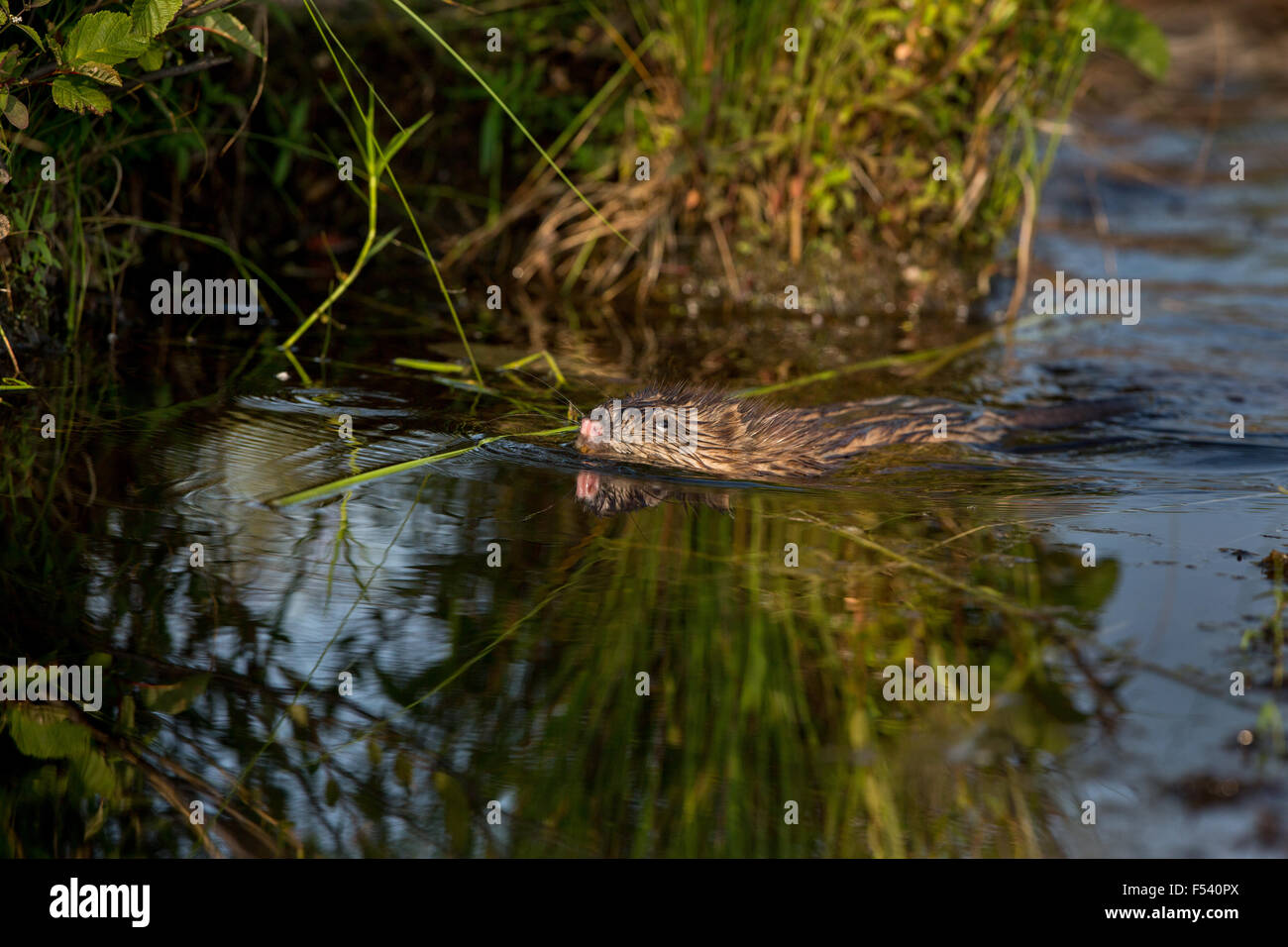 White patch on nose hi-res stock photography and images - Alamy