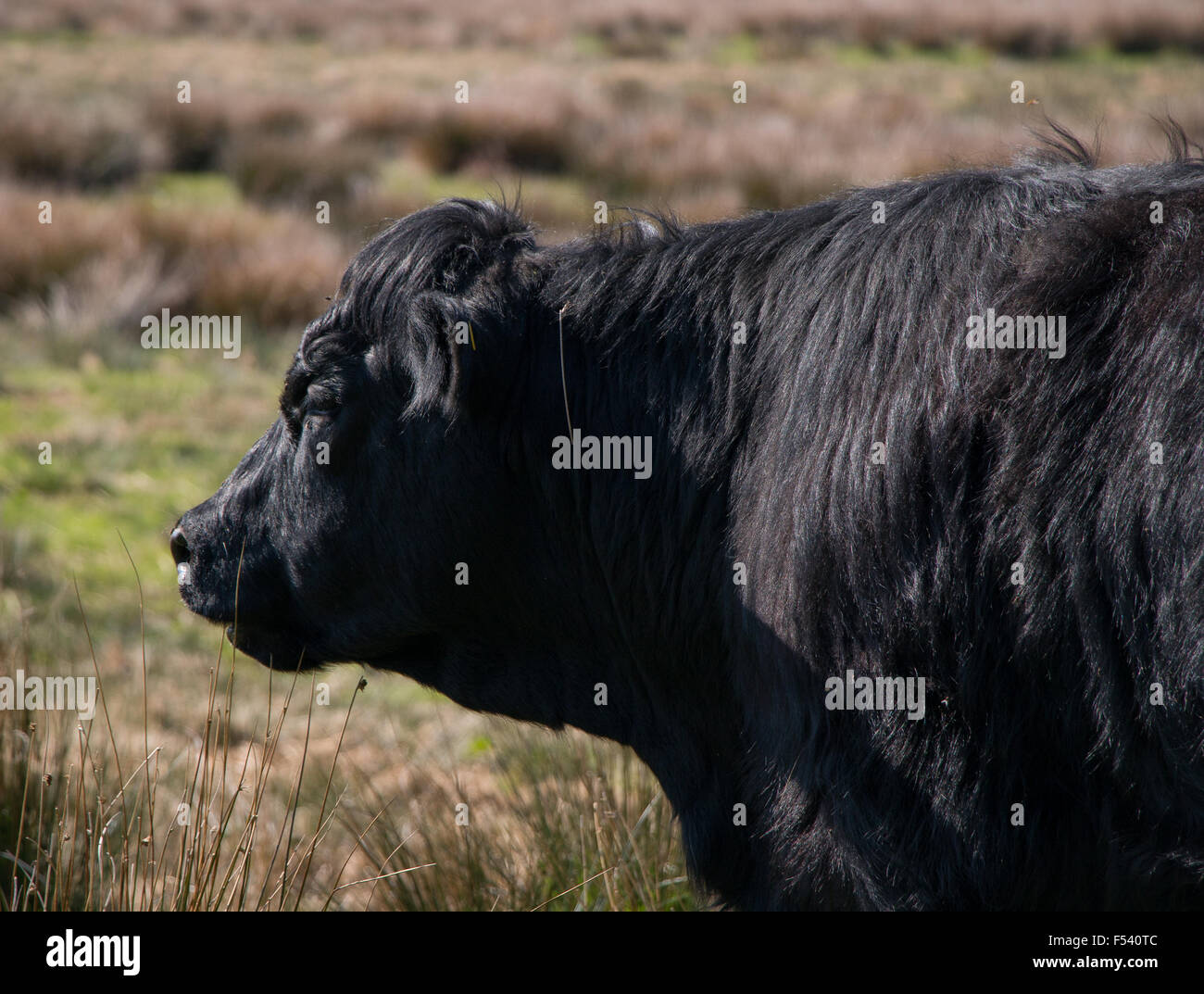 Welsh Black cattle, Snowdonia, Wales Stock Photo - Alamy