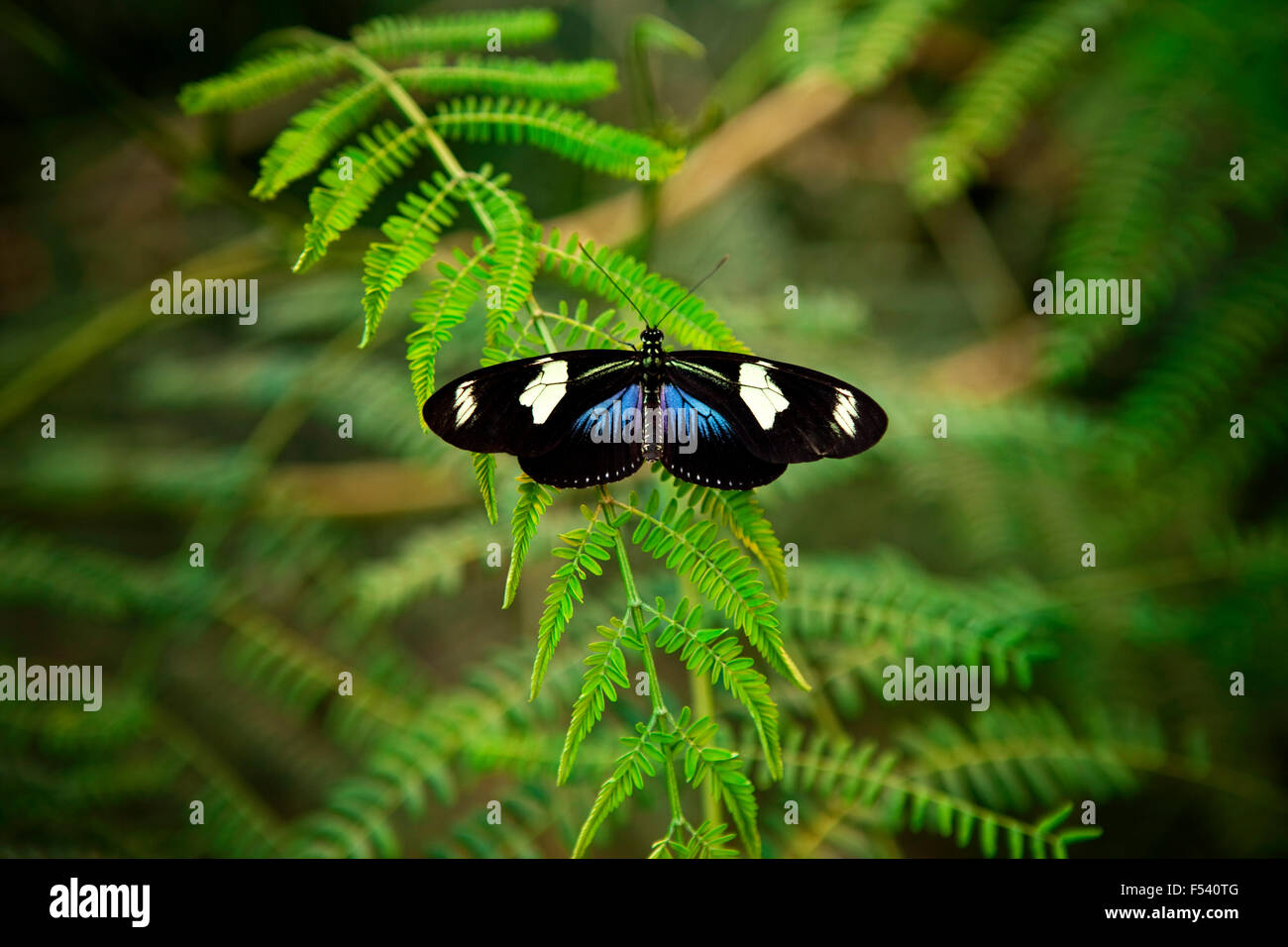 Butterfly greenhouse hi-res stock photography and images - Alamy
