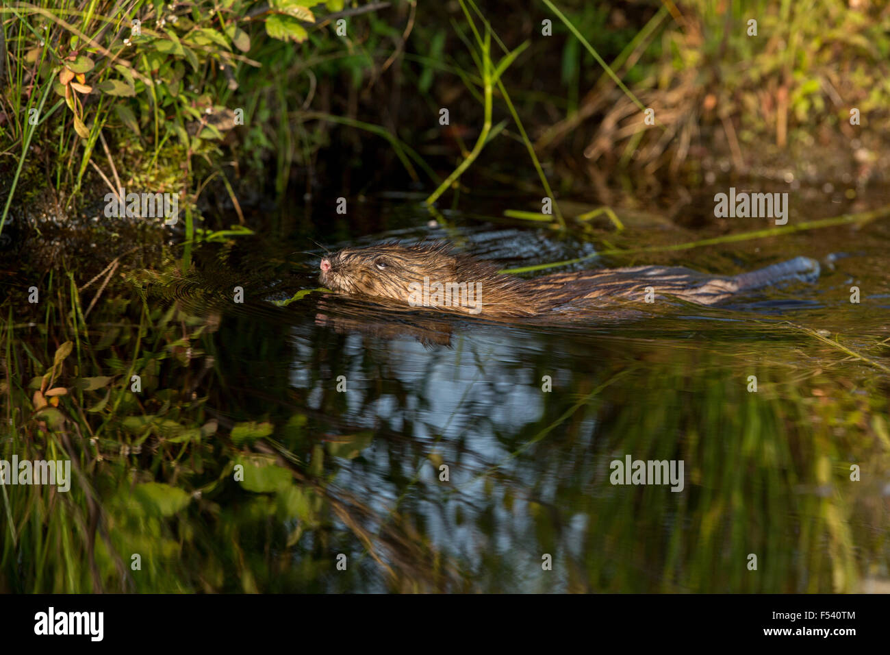 Albinism nature hi-res stock photography and images - Alamy