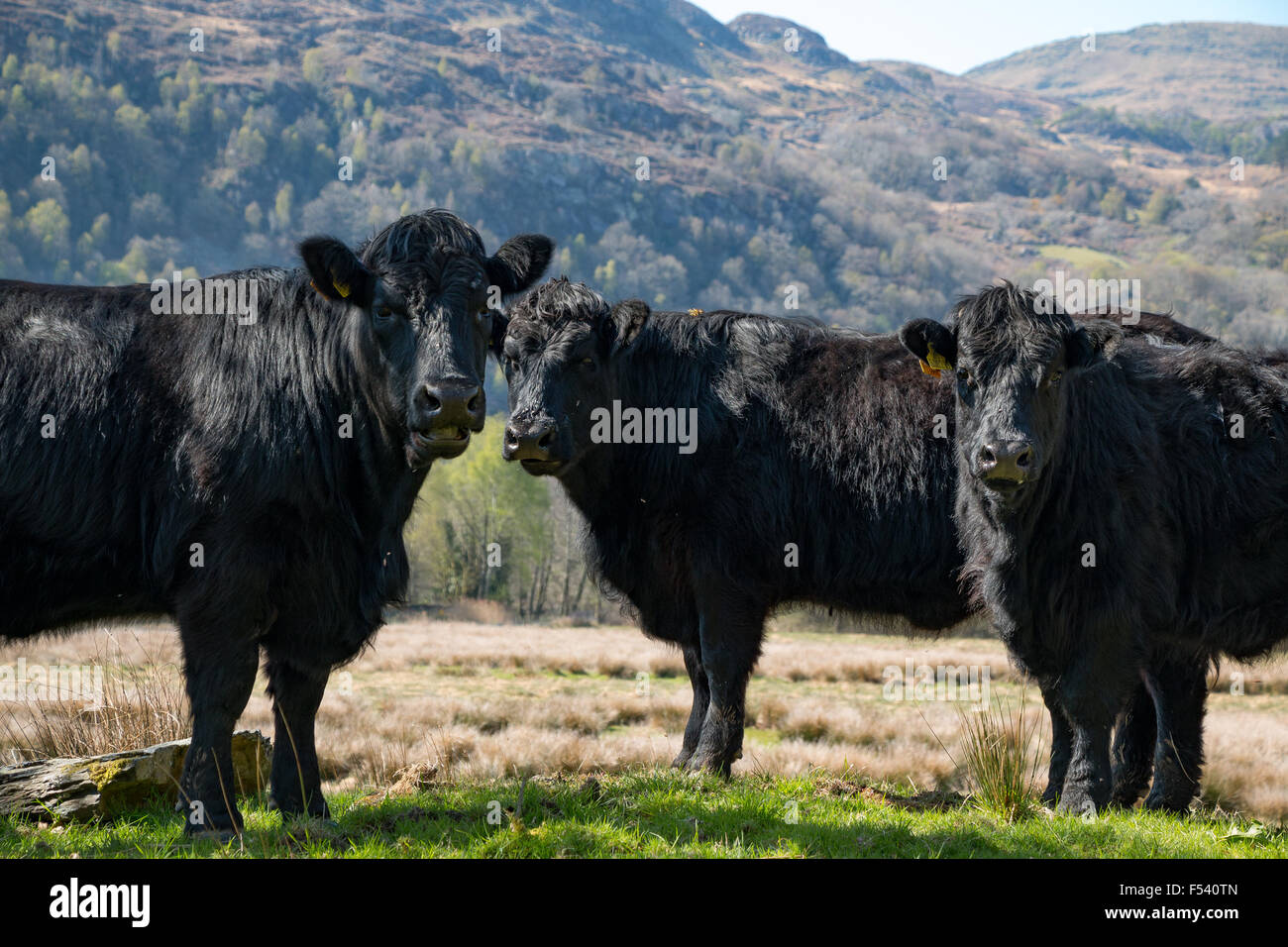 Welsh Black cattle, Snowdonia, Wales Stock Photo - Alamy