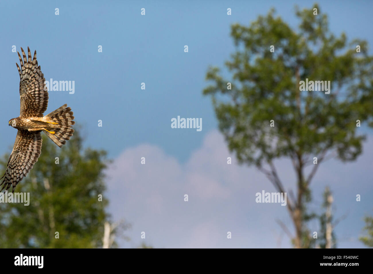 American harrier hi-res stock photography and images - Alamy