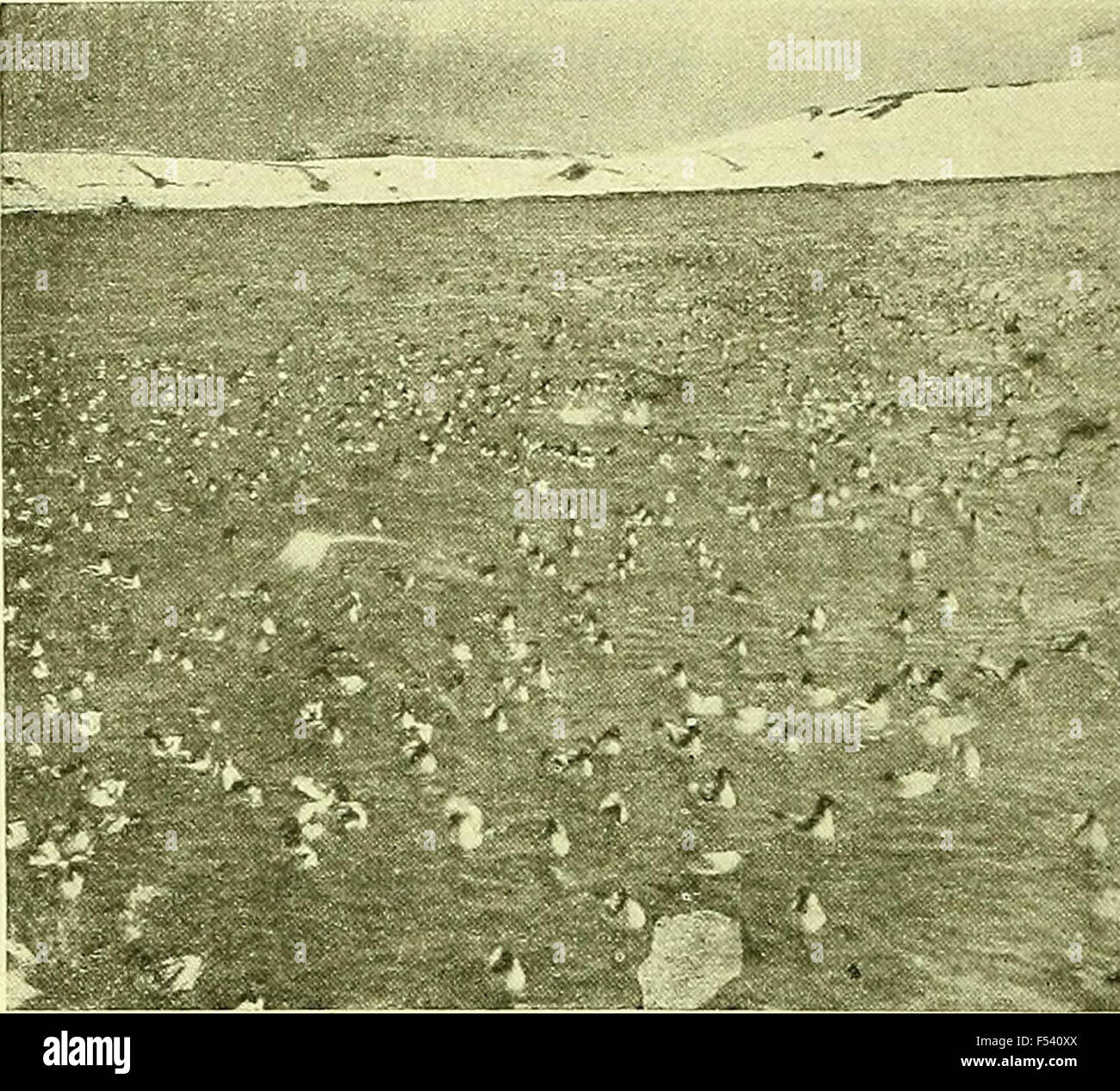 El hornero hi-res stock photography and images - Alamy