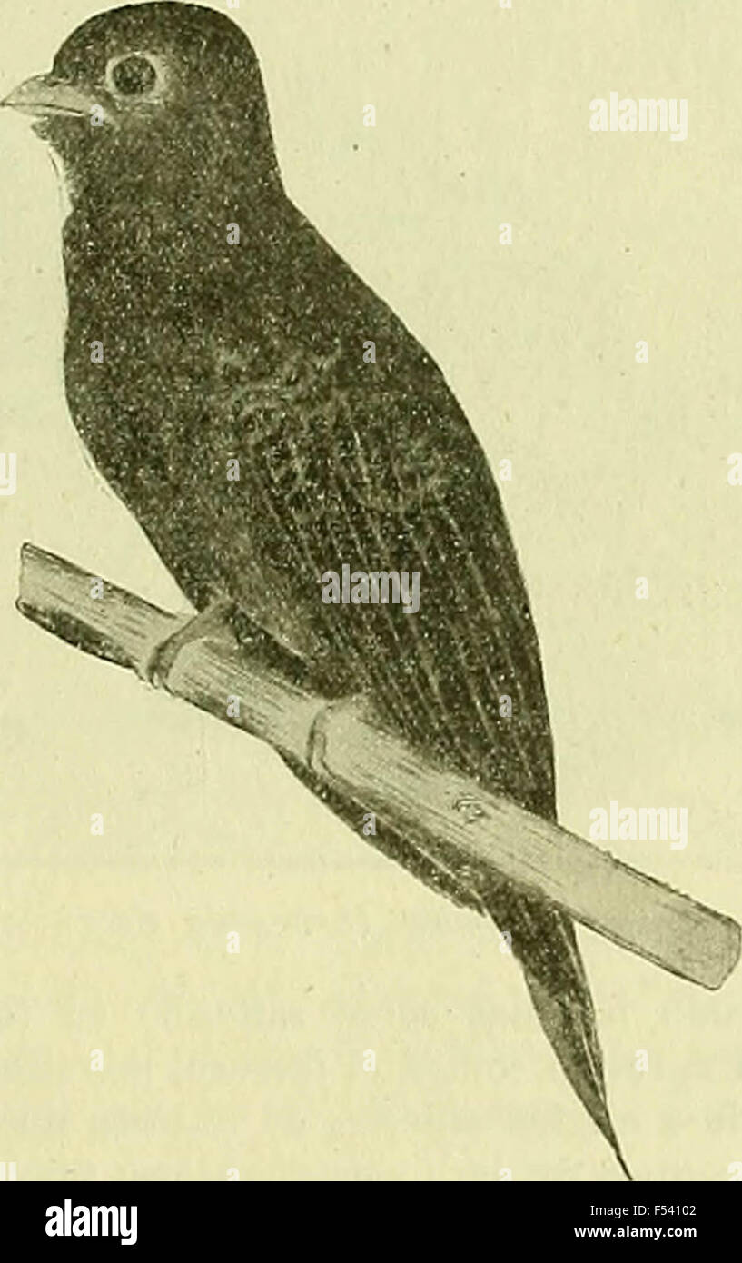 El hornero hi-res stock photography and images - Alamy