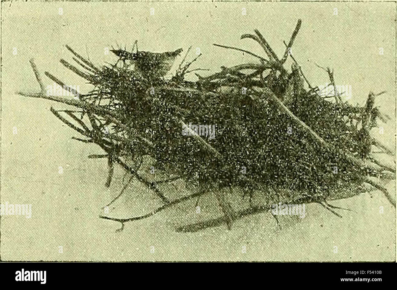 El hornero hi-res stock photography and images - Alamy