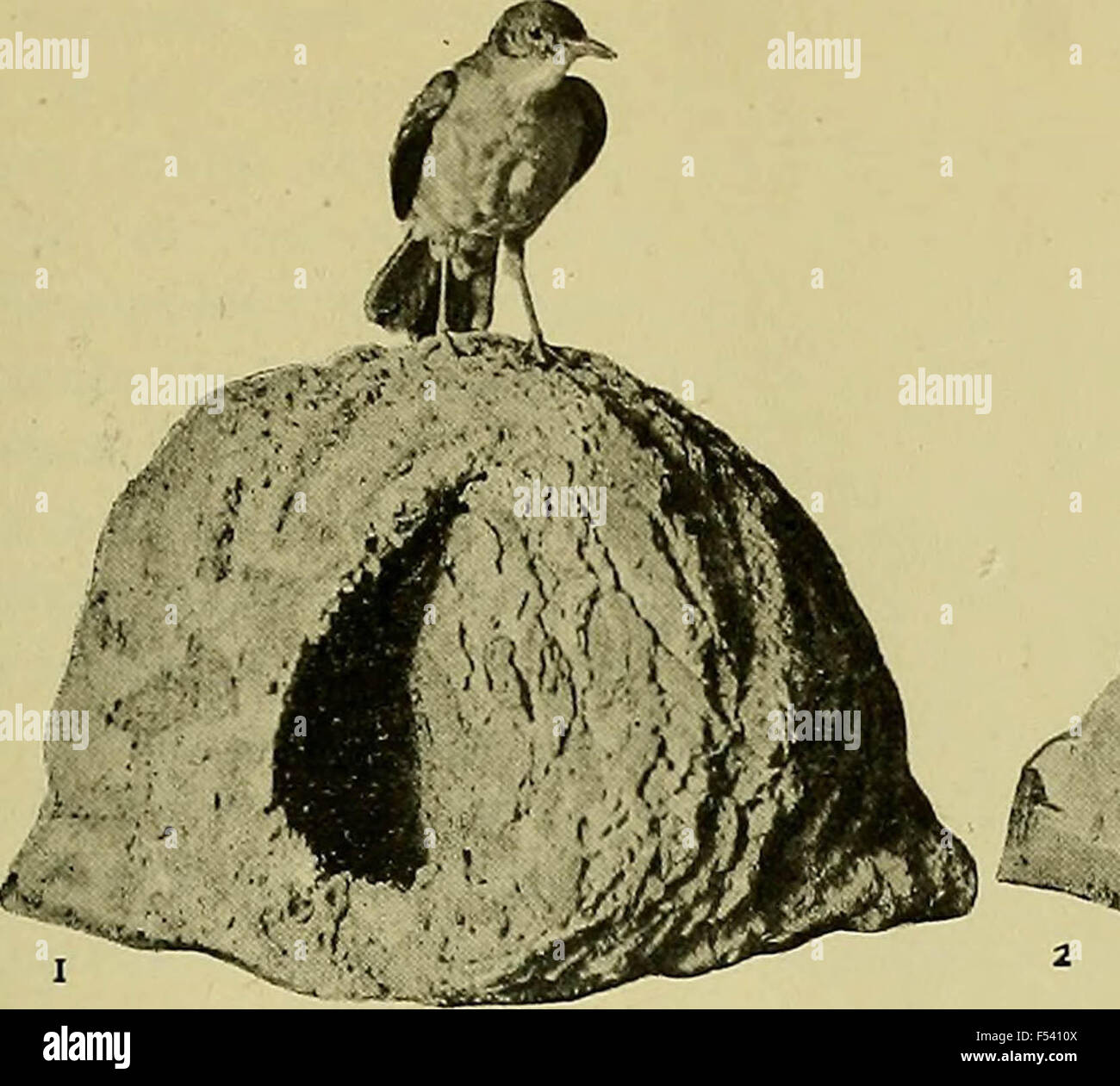 El hornero hi-res stock photography and images - Alamy