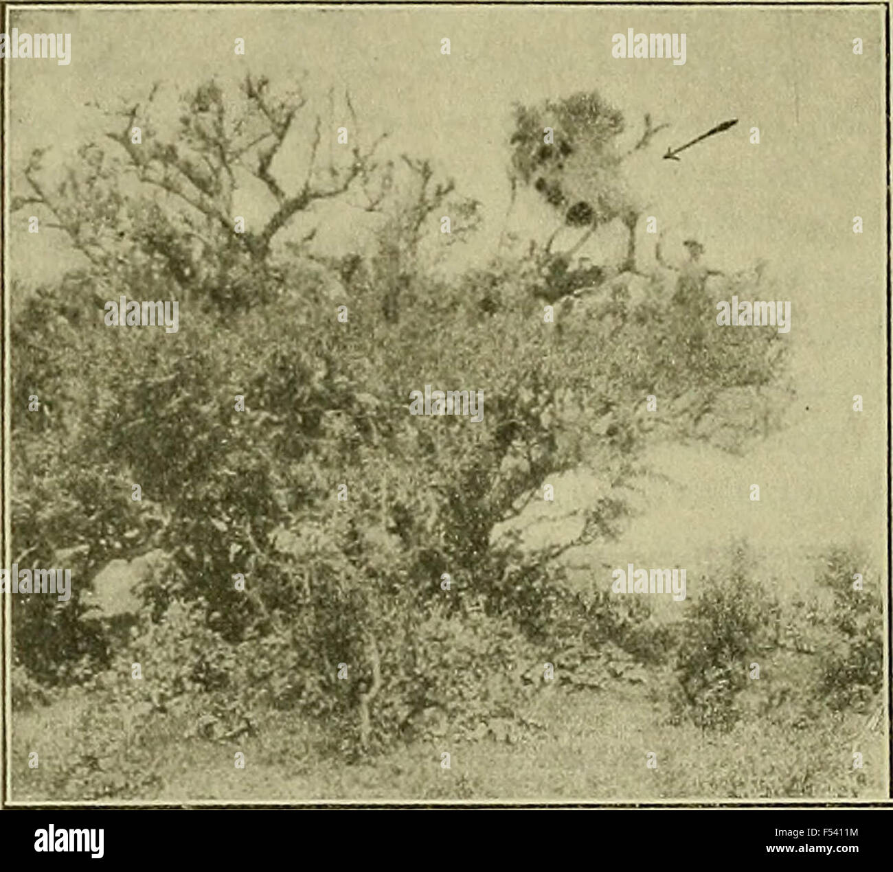 El hornero hi-res stock photography and images - Alamy