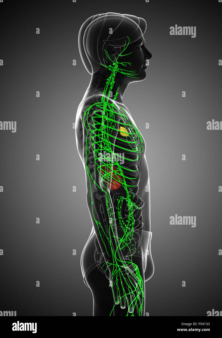 Illustration of male body lymphatic system Stock Photo - Alamy