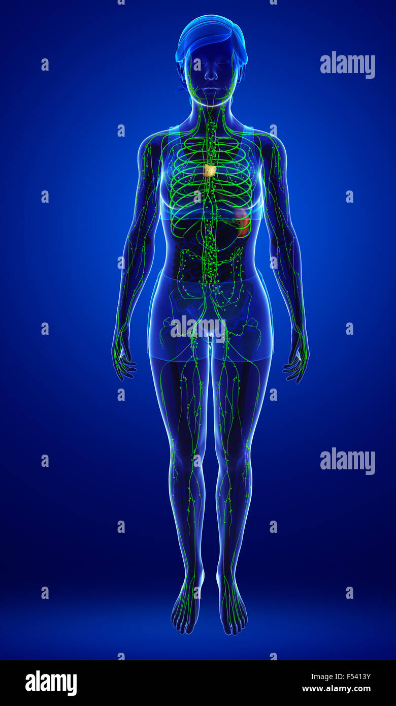 Illustration of female body lymphatic system Stock Photo - Alamy