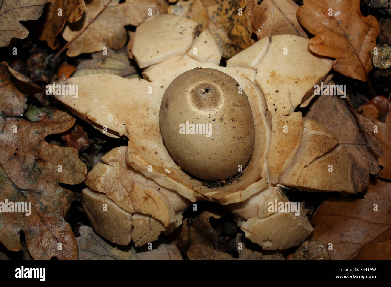 Collared earthstars geastrum triplex hi-res stock photography and ...