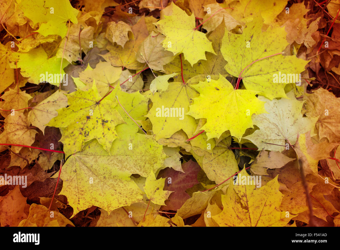 Dry leaves nature background hi-res stock photography and images - Alamy