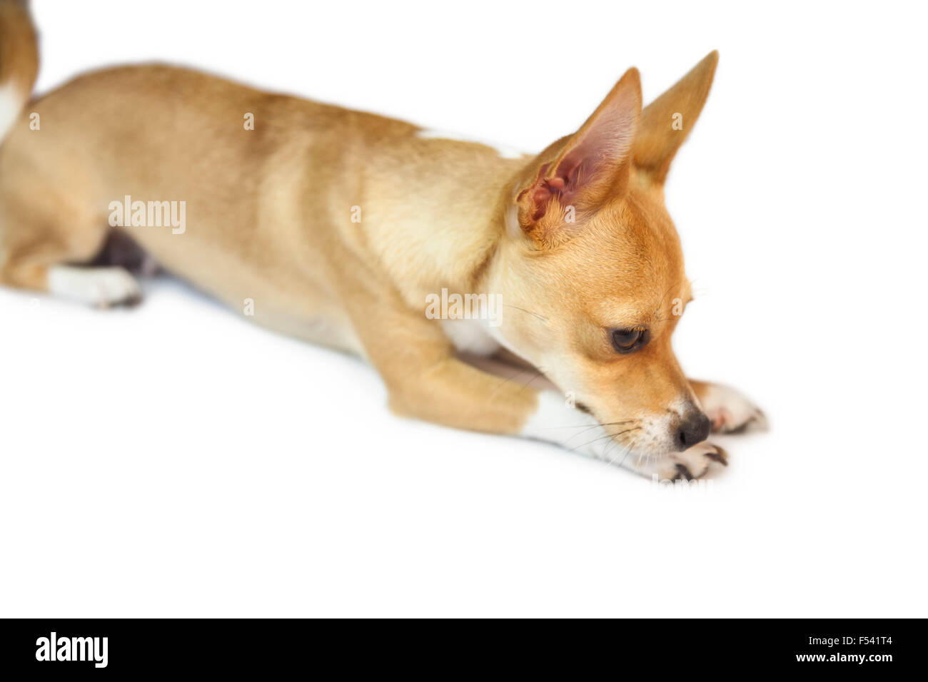 Cute dog lying down Stock Photo - Alamy