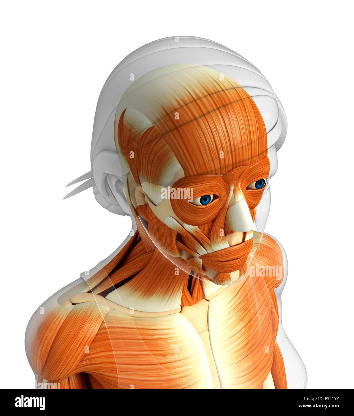 3d rendered illustration of human body anatomy Stock Photo - Alamy