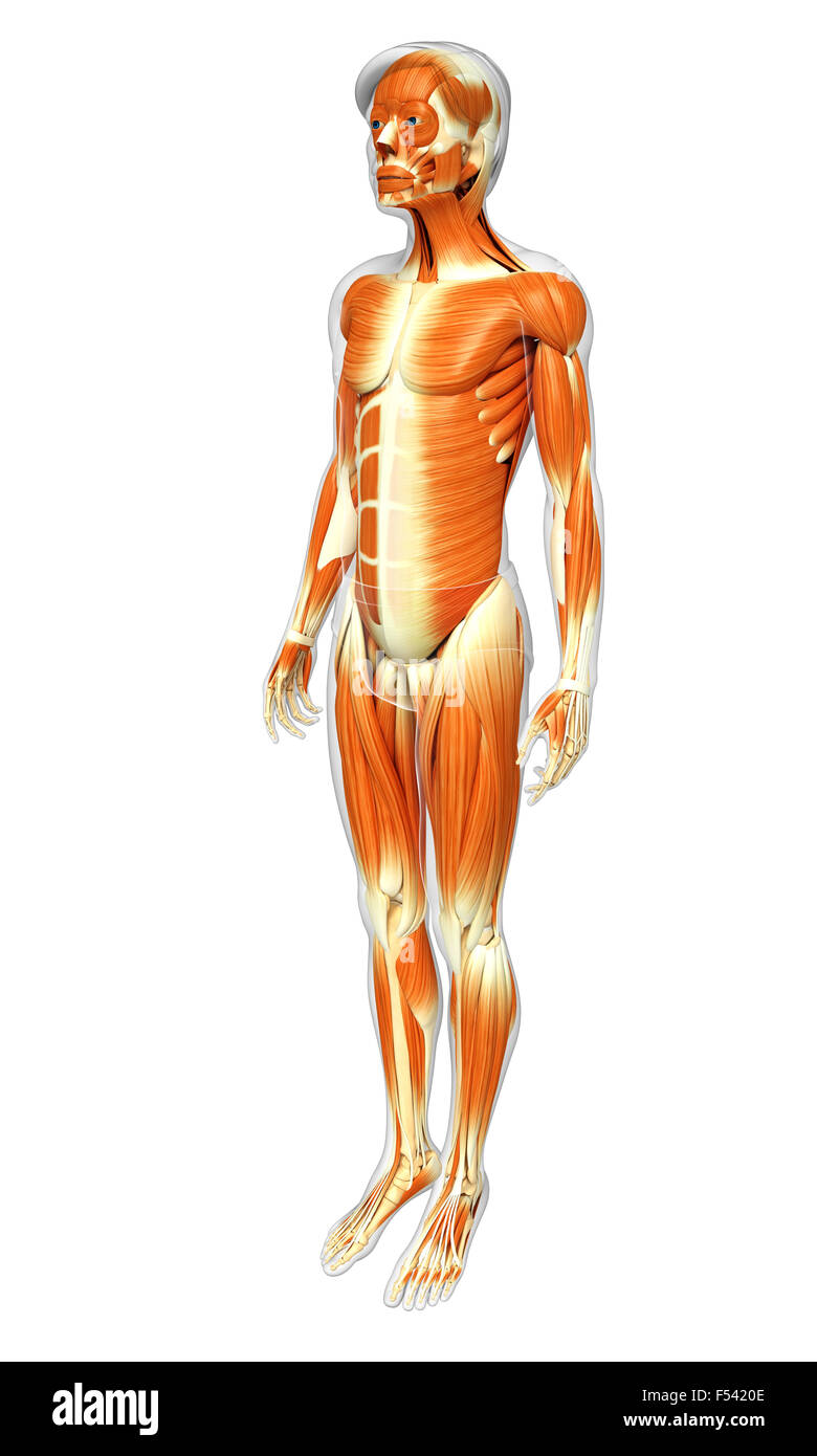 3d rendered illustration of human body anatomy Stock Photo - Alamy
