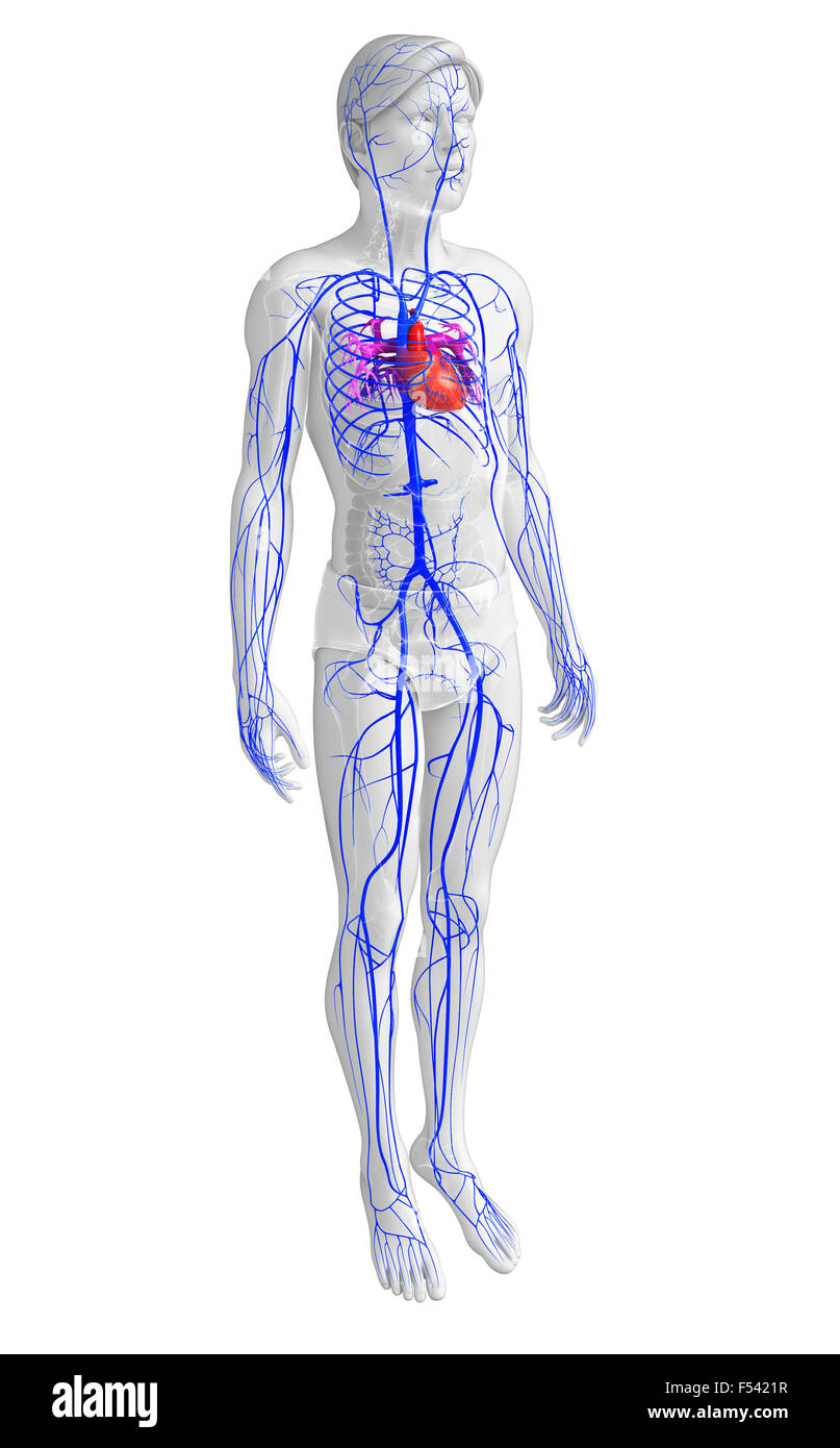 3d rendered illustration of human body anatomy Stock Photo - Alamy
