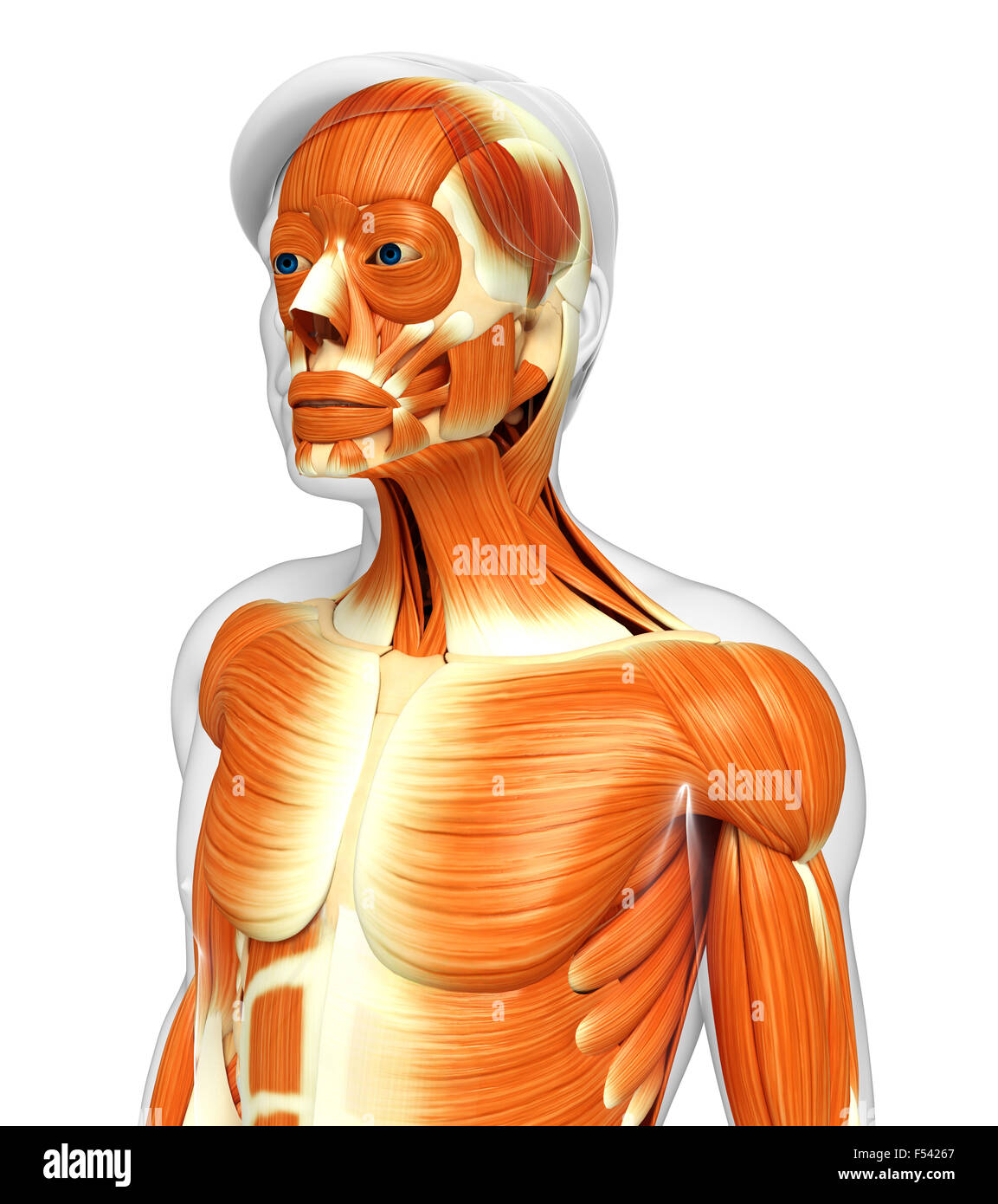 3d rendered illustration of human body anatomy Stock Photo - Alamy