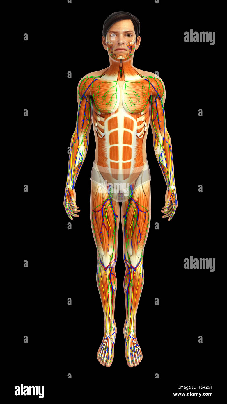 3d rendered illustration of human body anatomy Stock Photo - Alamy