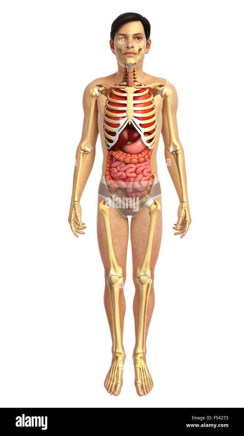 3d rendered illustration of human body anatomy Stock Photo - Alamy