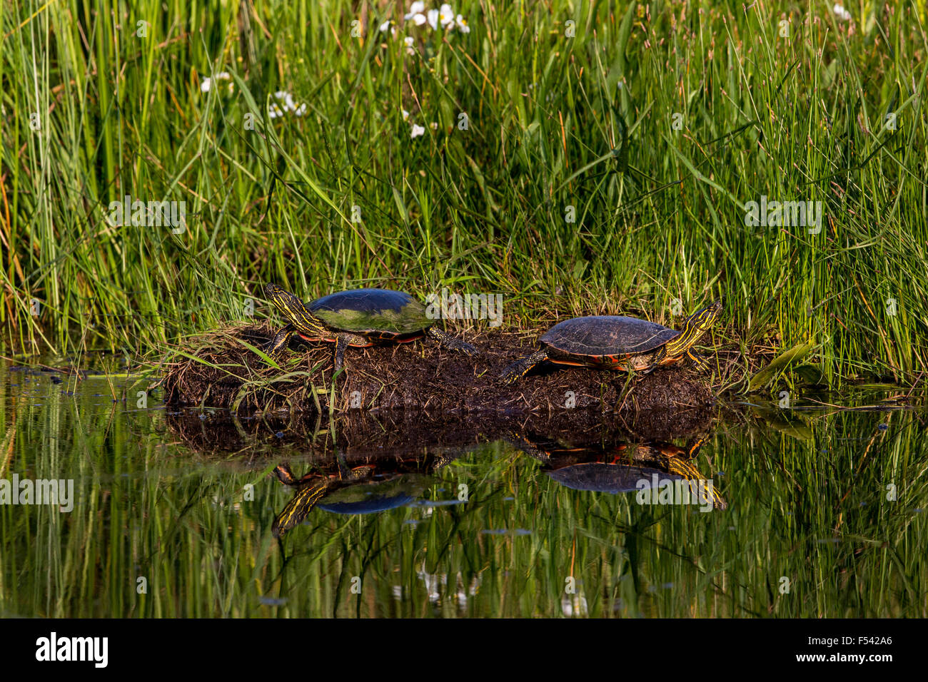 Painted turtles basking in hi-res stock photography and images - Alamy