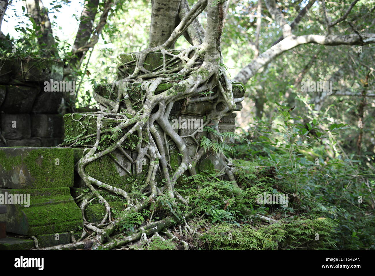 Root surrounds wall Stock Photo - Alamy