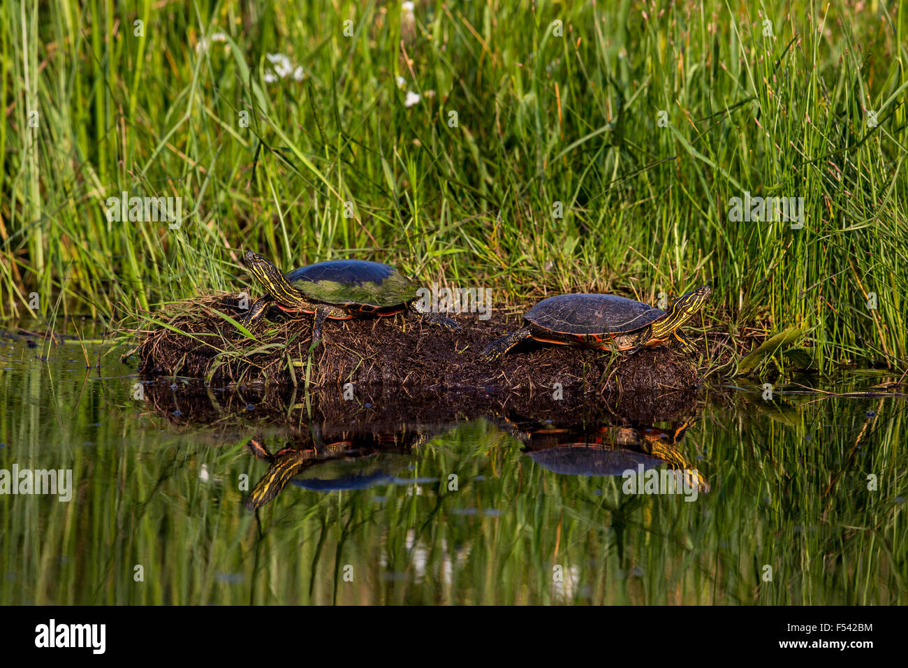 Painted turtles basking in the sun Stock Photo - Alamy
