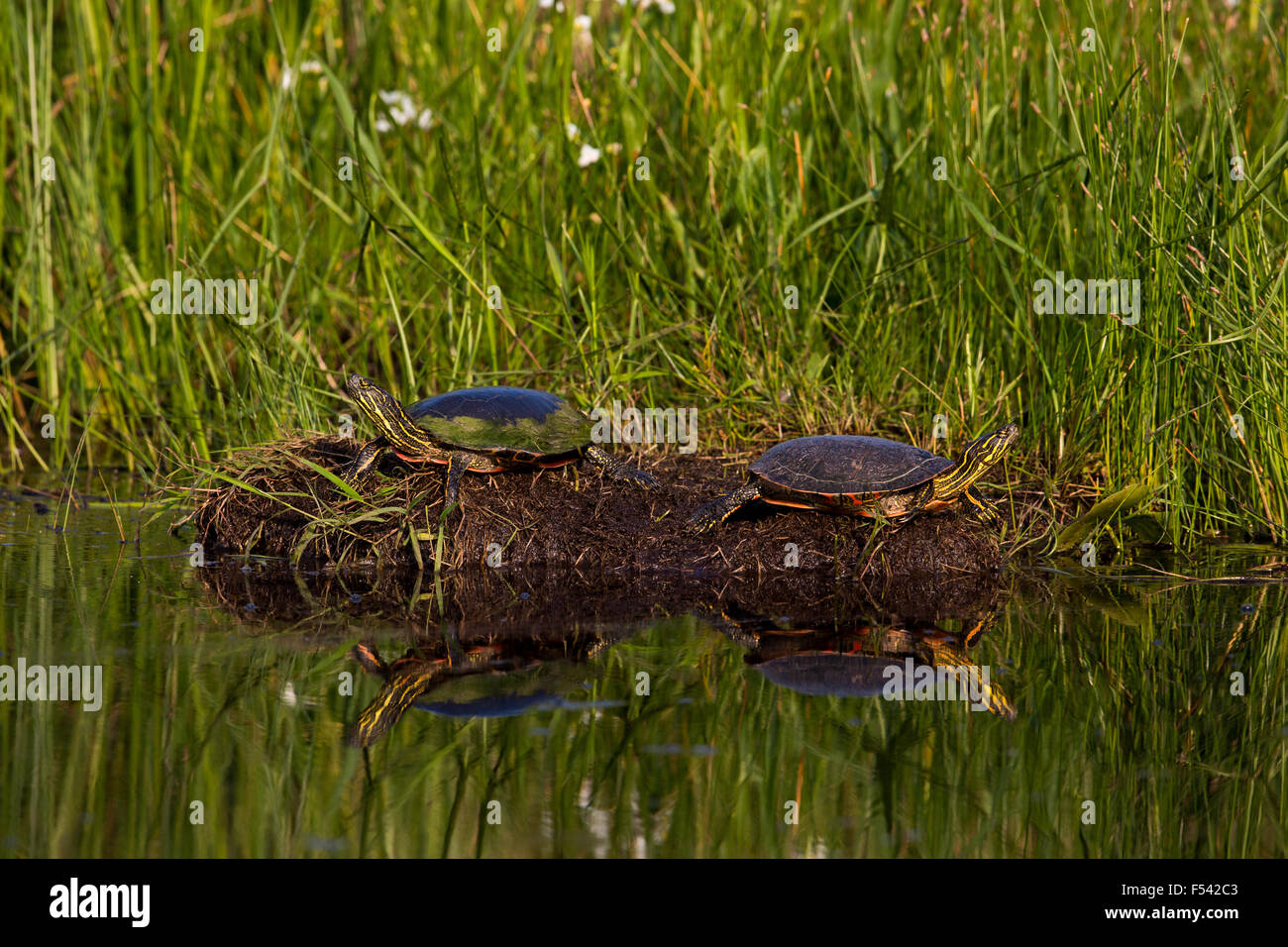 Painted turtles basking in hi-res stock photography and images - Alamy