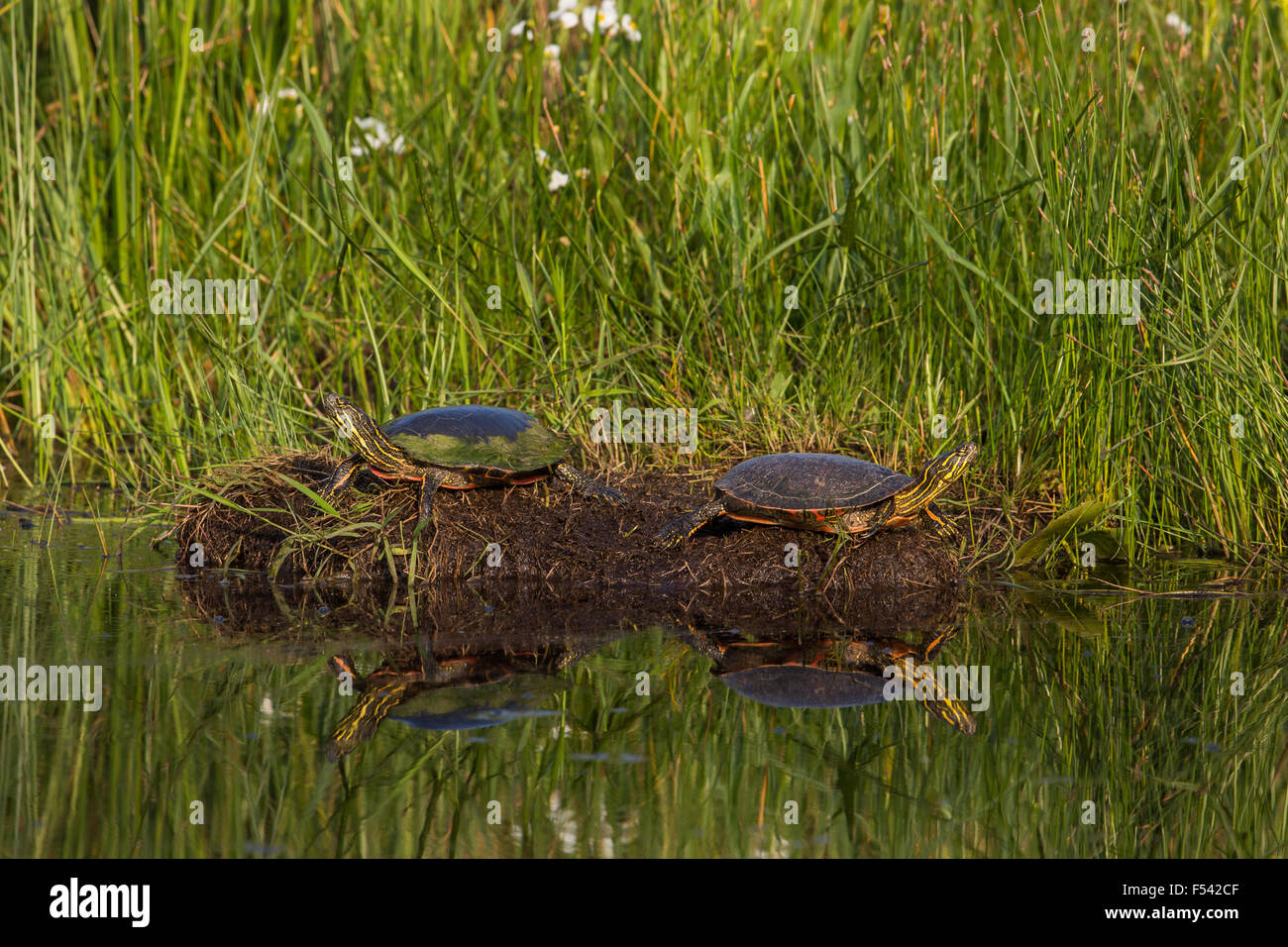 American painted turtles hi-res stock photography and images - Alamy