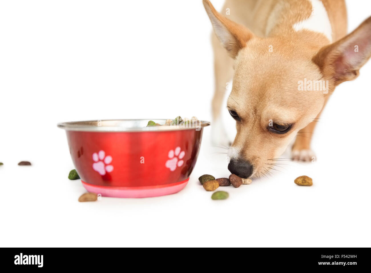 Dog eating out bowl hi-res stock photography and images - Alamy