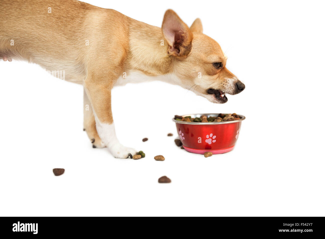 Cute dog eating from bowl Stock Photo - Alamy