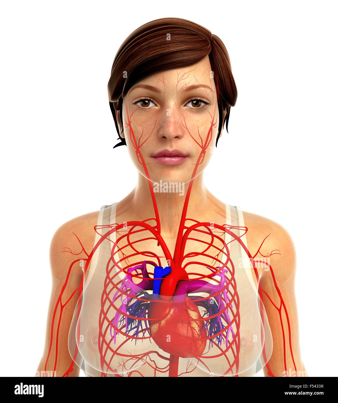 3d rendered illustration of human body anatomy Stock Photo - Alamy