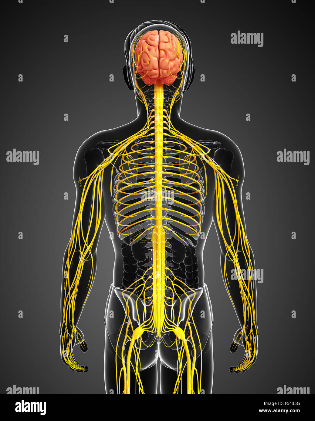 Illustration of Male nervous system artwork Stock Photo - Alamy