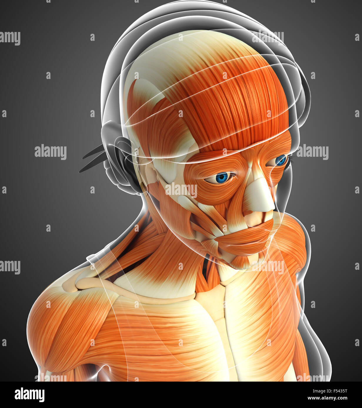 3d rendered illustration of human body anatomy Stock Photo - Alamy