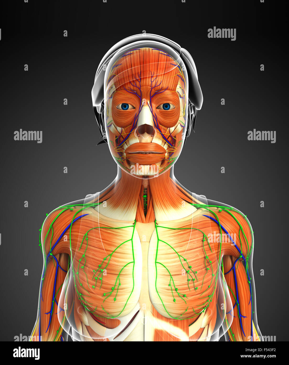 3d rendered illustration of human body anatomy Stock Photo - Alamy