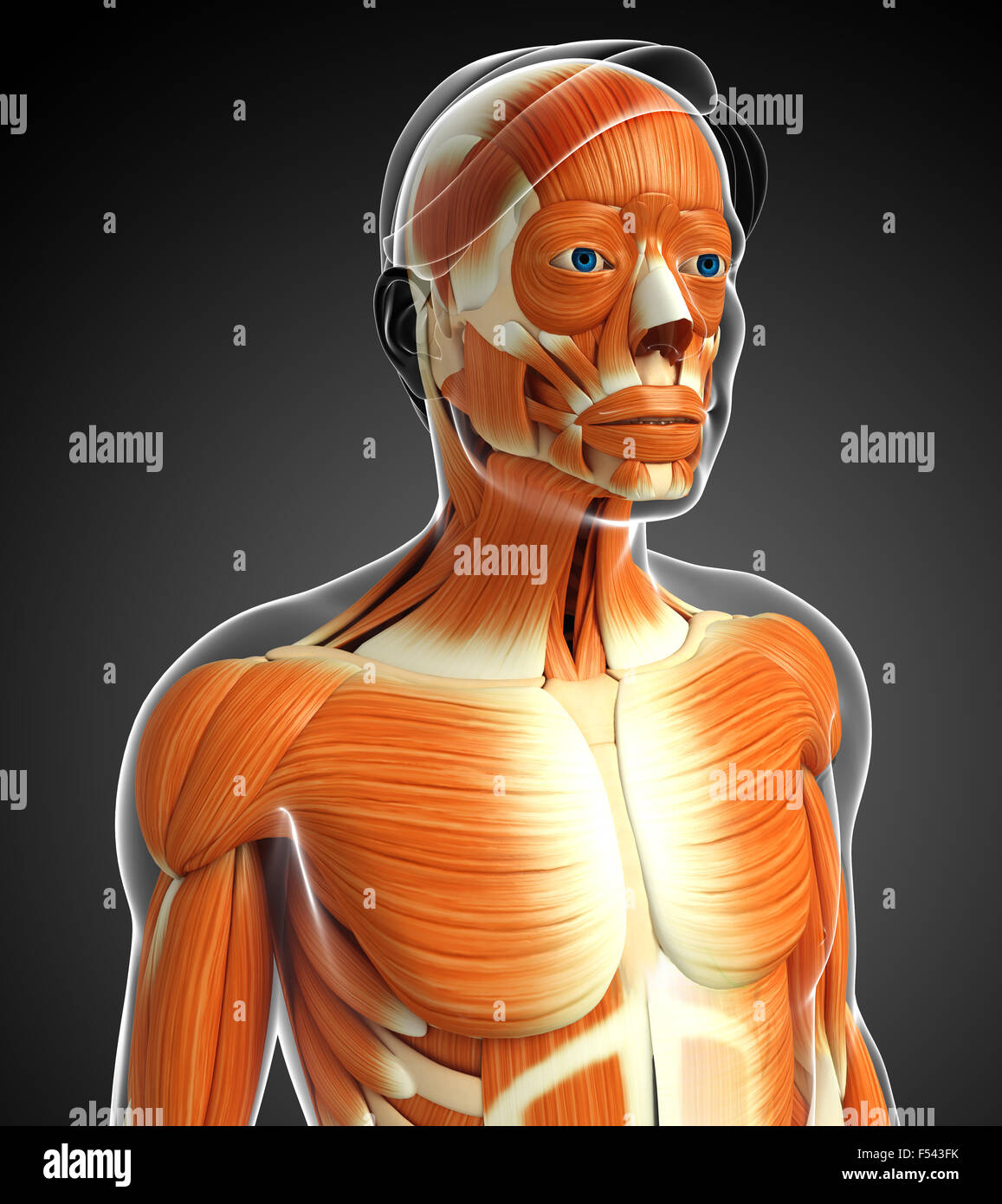 3d rendered illustration of human body anatomy Stock Photo - Alamy