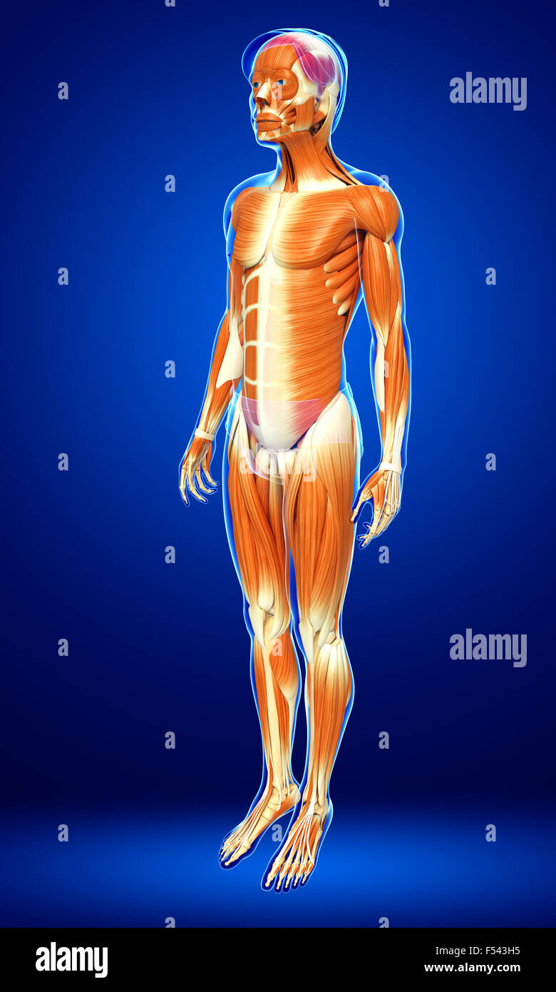 3d rendered illustration of human body anatomy Stock Photo - Alamy