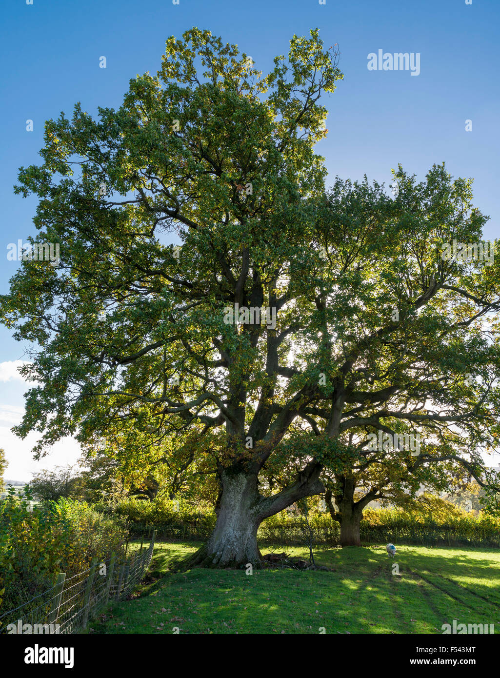 Oak tree herefordshire hi-res stock photography and images - Alamy