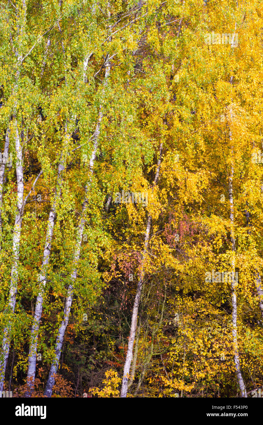 fall birch forest on sunny day Stock Photo - Alamy