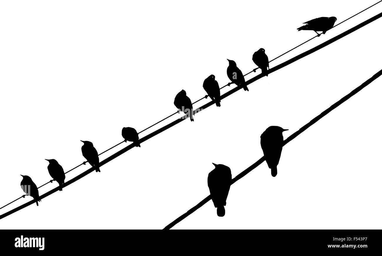 Line birds white Stock Vector Images - Alamy