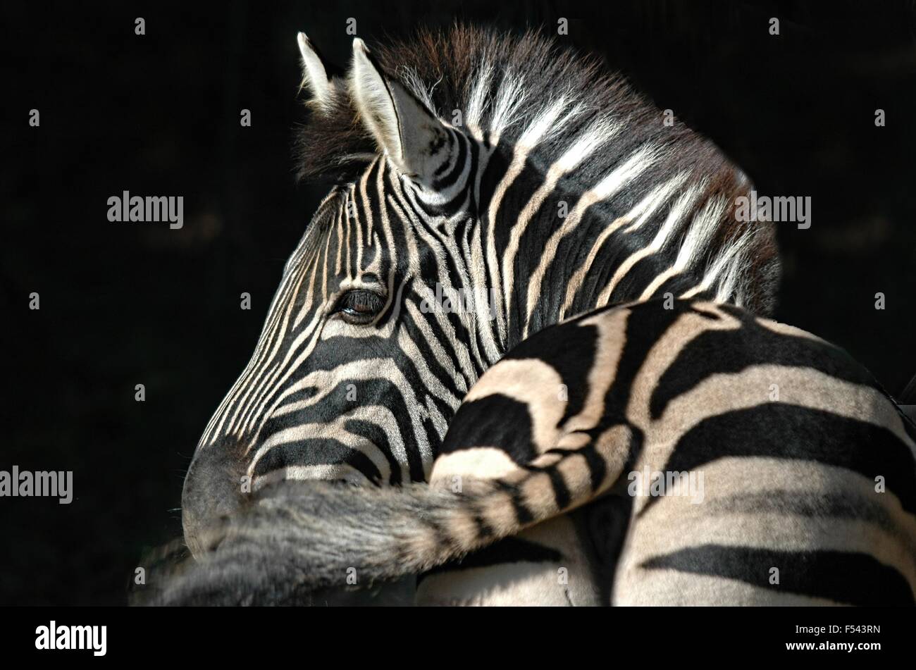 Animal Markings High Resolution Stock Photography and Images - Alamy