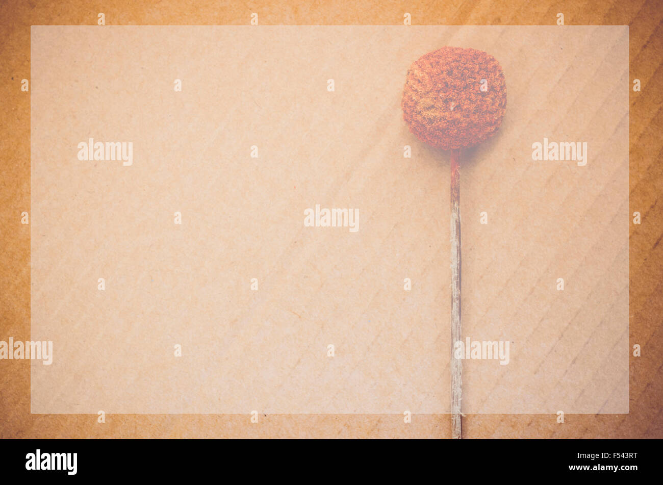 dried billy buttons on a paperboard background with dodged copy space ...