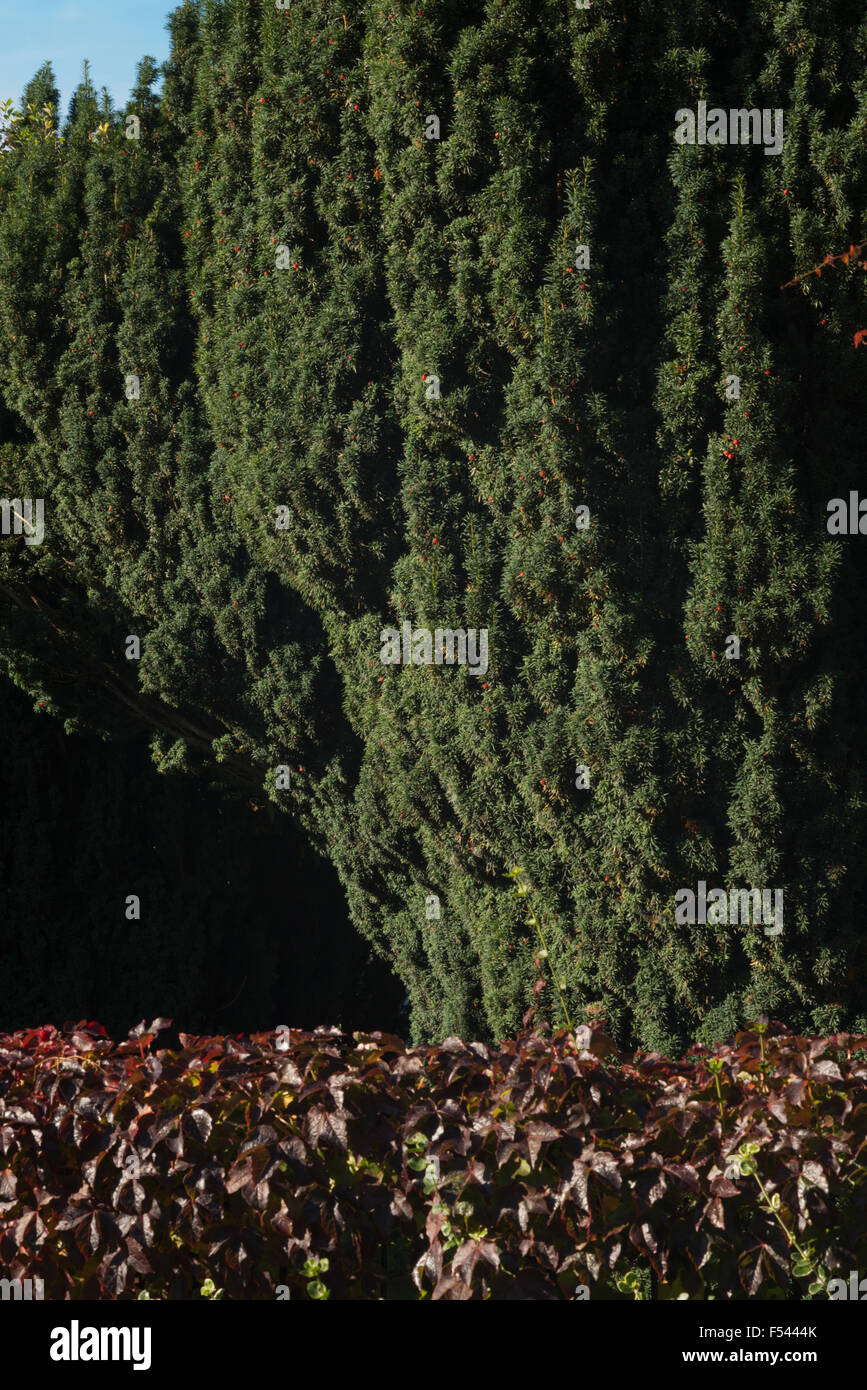 Scotland Yew Tree High Resolution Stock Photography and Images - Alamy